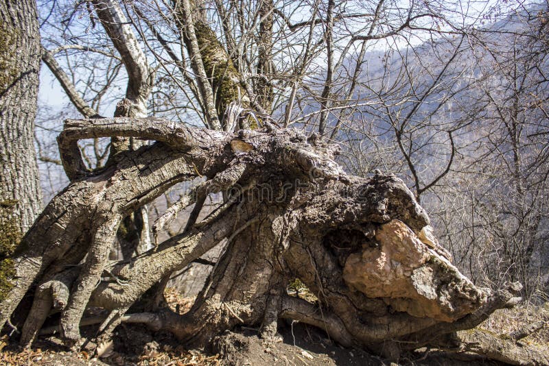 Tree Collapsed in the Forest on the Road Stock Image - Image of ...