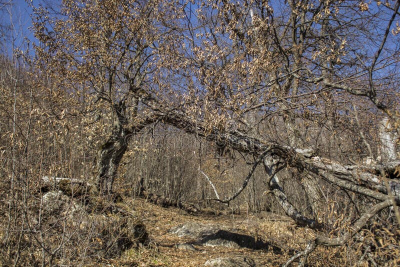 Tree Collapsed in the Forest on the Road Stock Image - Image of hiking ...
