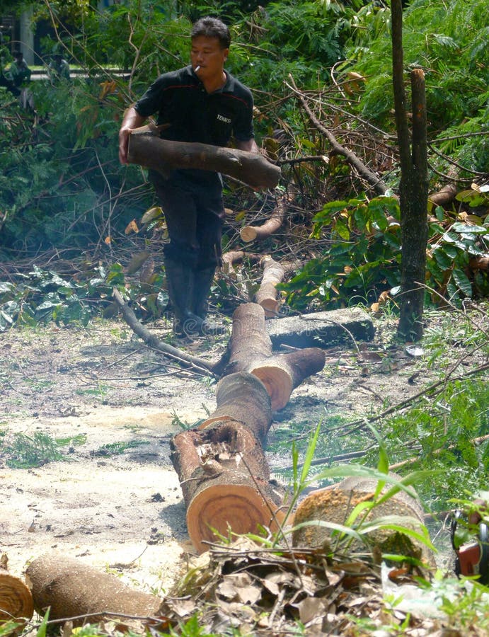 Tree collapsed editorial image. Image of trees, city - 67407880