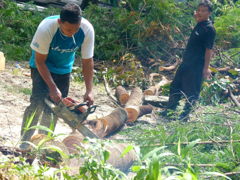 Tree collapsed editorial image. Image of trees, city - 67407880