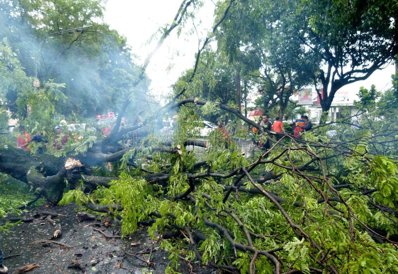 Tree collapsed editorial image. Image of trees, city - 67407880