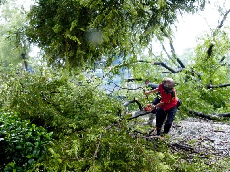 Tree collapsed editorial photography. Image of central - 69043522