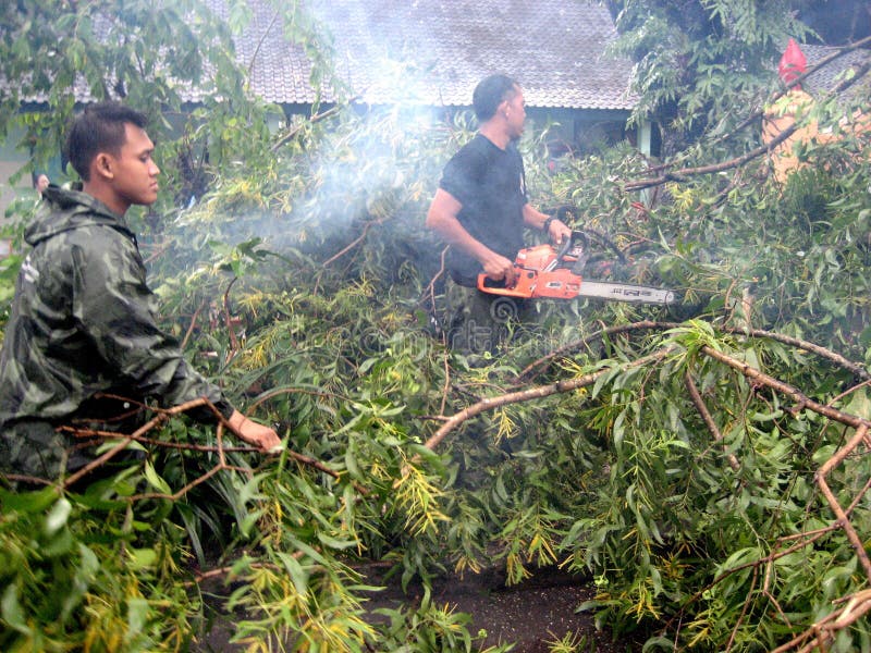 Tree collapsed editorial image. Image of trees, city - 67407880