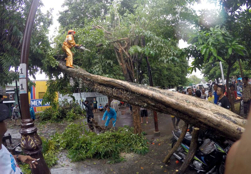 Tree collapssed editorial stock image. Image of weather - 47684504