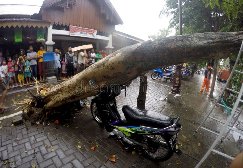 Tree collapssed editorial stock image. Image of central - 47684664