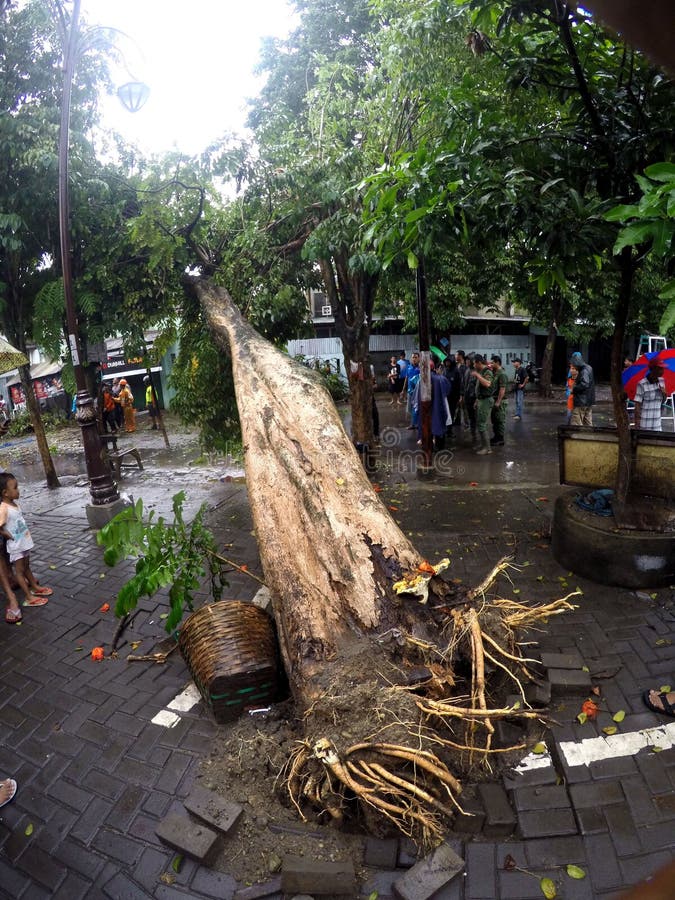 Tree collapsed editorial image. Image of trees, city - 67407880