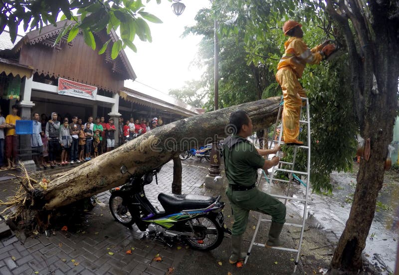 Tree Collapssed Stock Photos - Free & Royalty-Free Stock Photos from ...