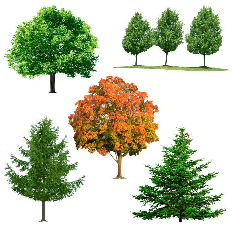 Four Seasons Maple Tree Isoalted on White Stock Image - Image of summer ...