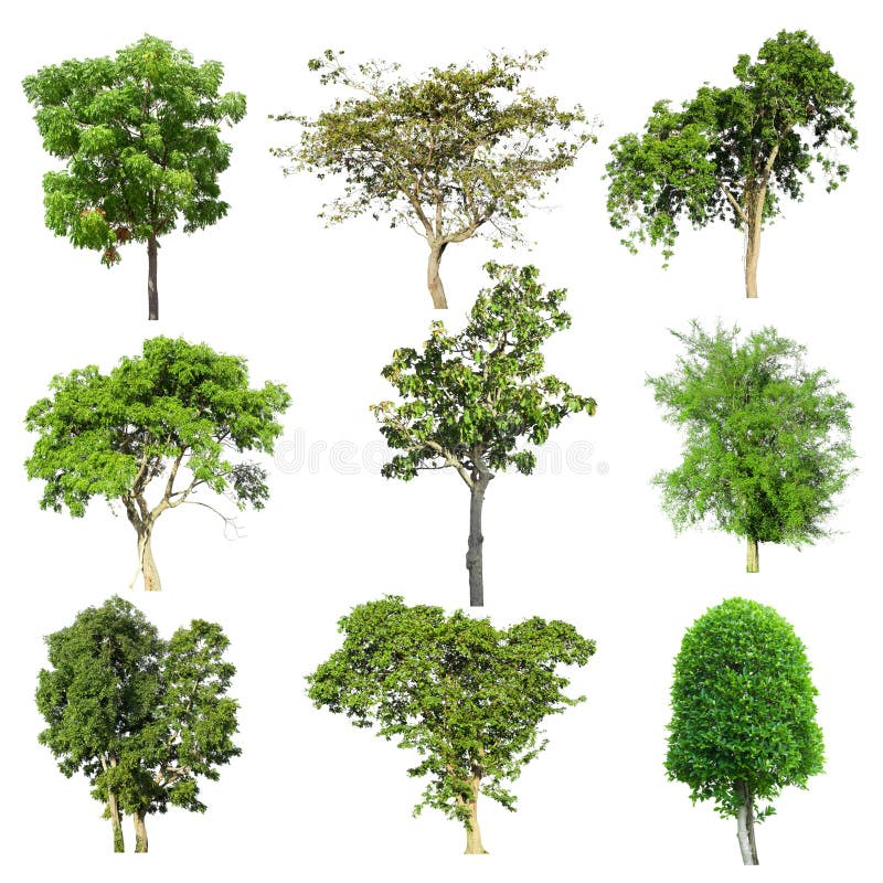 Tree Collection Set Isolated Stock Image - Image of branch, woods ...