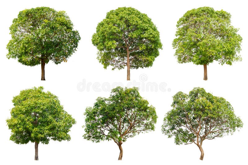 Tree Collection Set Isolated on White Background. Stock Image - Image ...