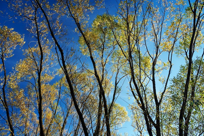 Tree color stock image. Image of colour, decorative, outdoor - 8099297