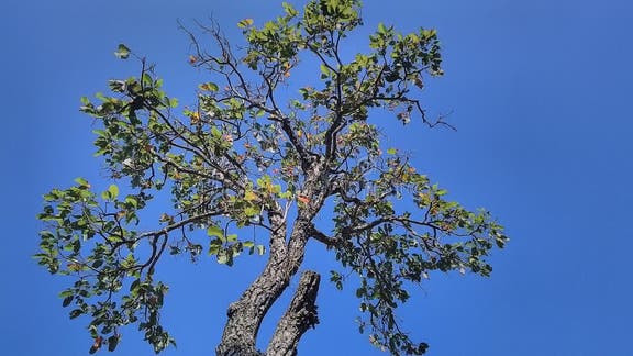 The tree stock photo. Image of substance, tree, colorsubstancetree ...