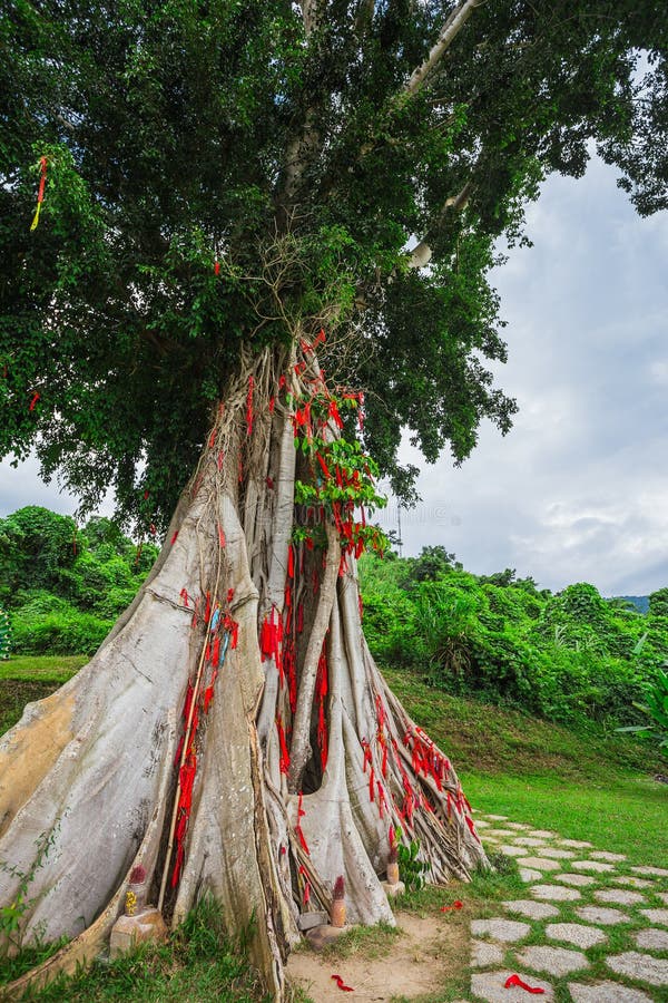 Tree with Colored Ribbons is Believed To Bring Luck. Stock Photo ...