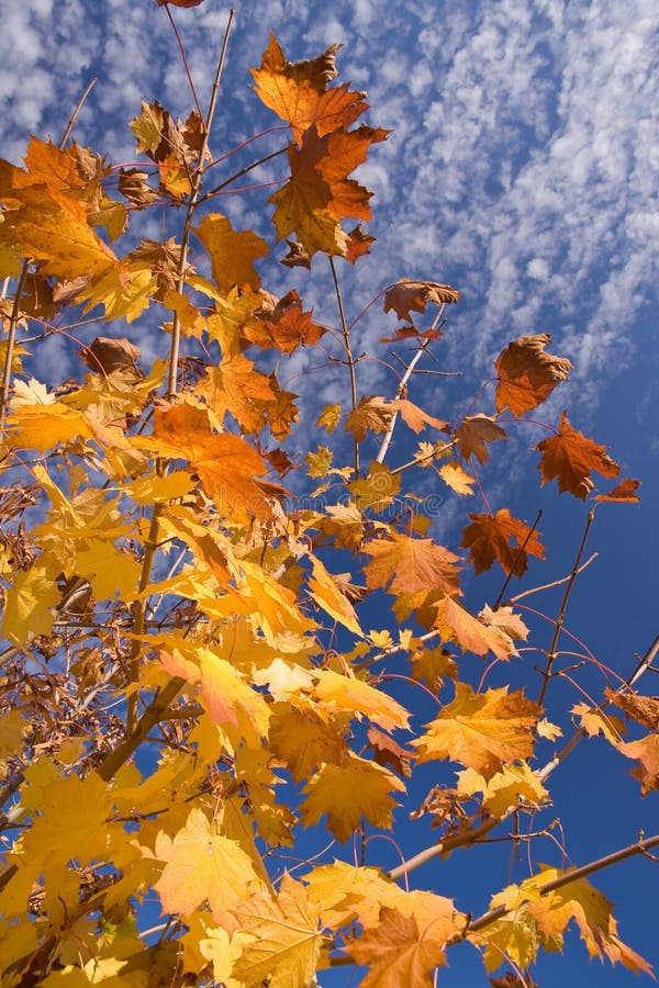 Tree with colorful leaves stock image. Image of freshness - 6903275