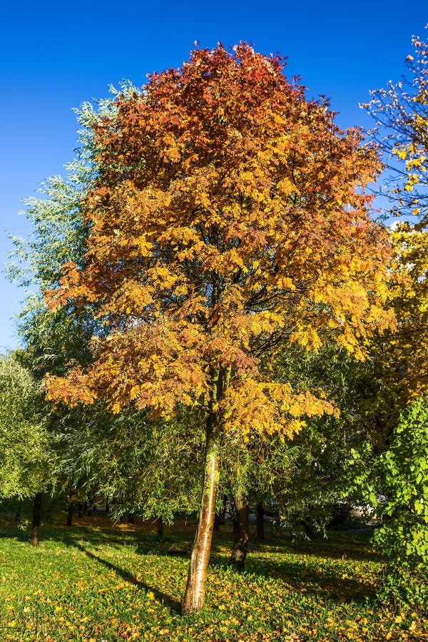 Tree with Colorful Leaves in Autumn Park Stock Image - Image of park ...