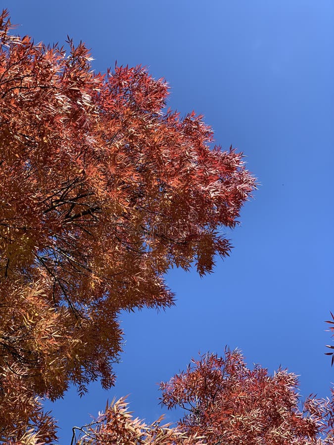 Tree with Colorful Leaves and Fall Foliage Stock Photo - Image of ...