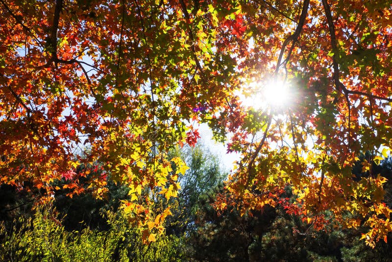 Tree with Colorful Leaves with Sunlight in Autumn Stock Photo - Image ...