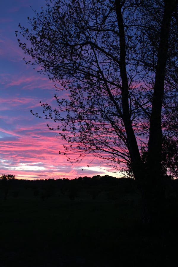 A tree in colorful sunset stock photo. Image of country - 74916062