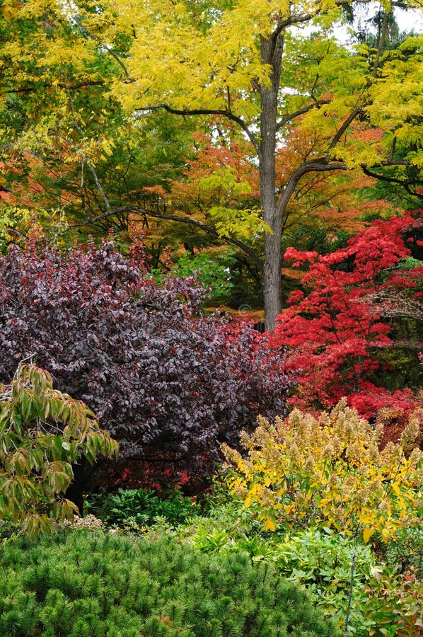 Tree colors stock photo. Image of outdoor, landscapes - 17011116