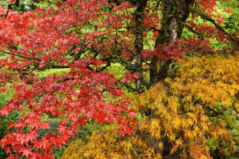 Tree colors stock photo. Image of gardens, pattern, victoria - 17048440