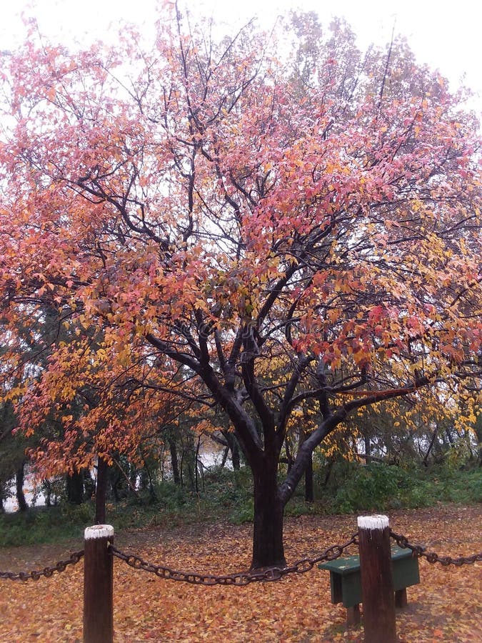 Tree colors stock image. Image of tree, outdoors, leaves - 134166683