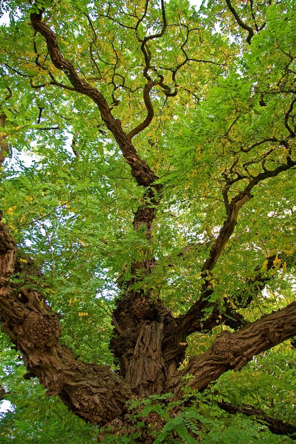 Tree Colours stock image. Image of tree, fall, landscape - 50356951