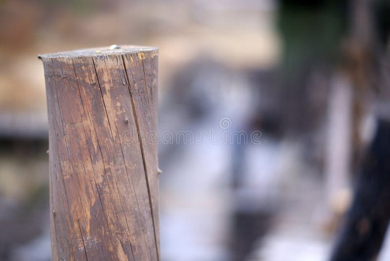 Tree stock photo. Image of tree, life, wood, outdoors - 82426260