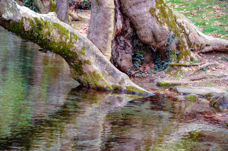 Tree inside the river stock image. Image of flower, wildlife - 254954415