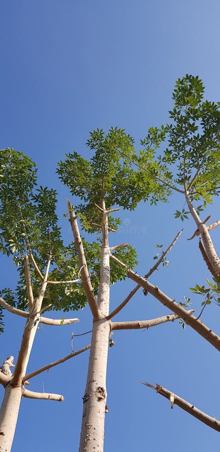 This Tree Comes from an English Breeder Called Sindel Stock Image ...