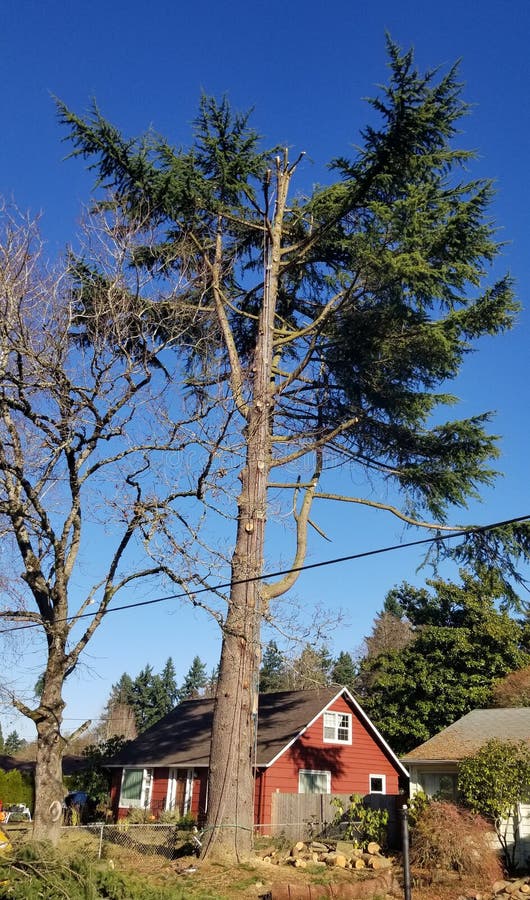 Tree coming down stock image. Image of coming, cedar - 165171393