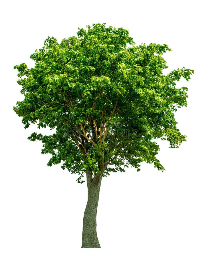 The Tree is Completely Separated from the Background, Scientific Name ...