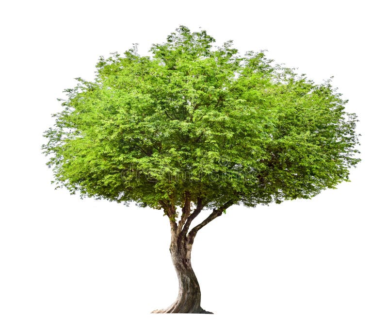 The Tree is Completely Separated from the Background, Scientific Name ...