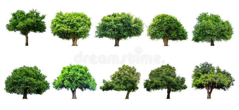 The Tree is Completely Separated from the Background, Scientific Name ...