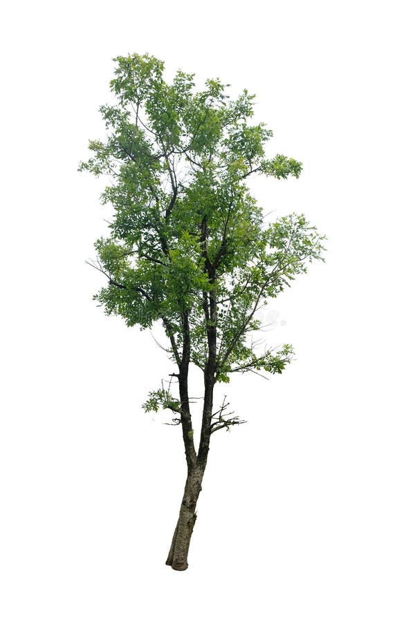 The Tree is Completely Separated from the White Ba Background Stock ...