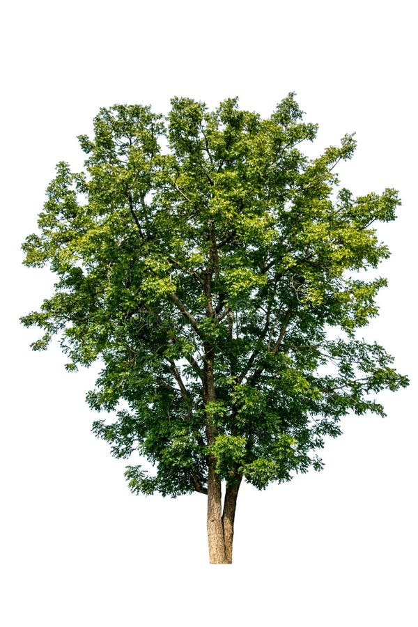 The Tree is Completely Separated from the White Stock Image - Image of ...