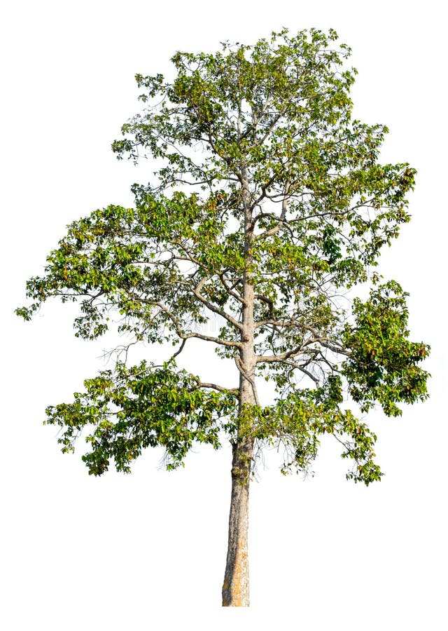 The Tree is Completely Separated from the White Ba Background ...