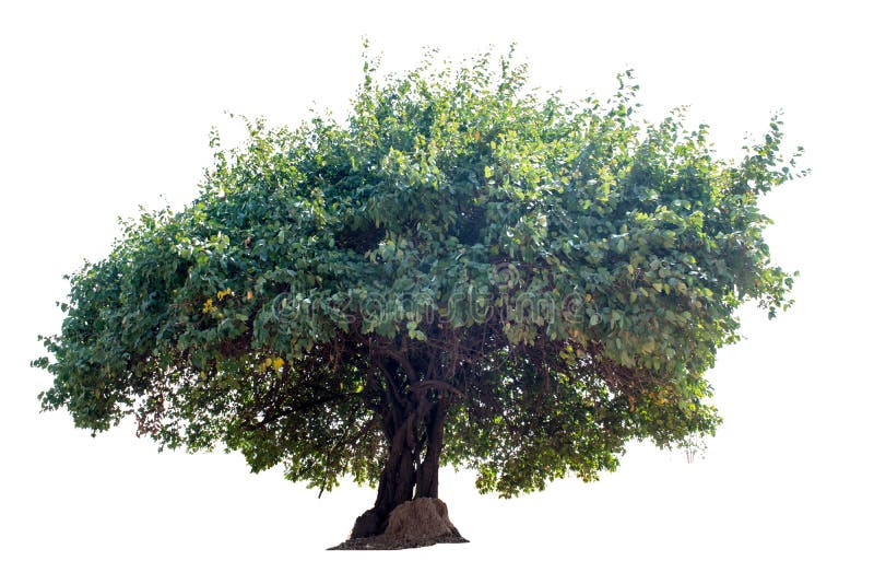 The Tree is Completely Separated from the White Ba Background ...