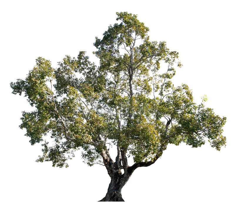 The Tree is Completely Separated from the White Ba Background ...