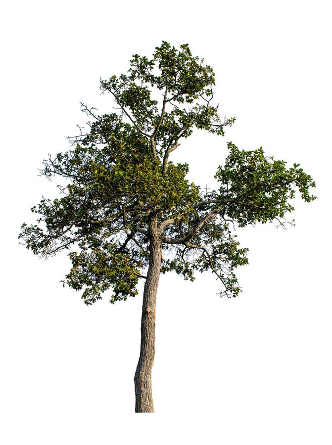 The Tree is Completely Separated from the White Ba Background ...