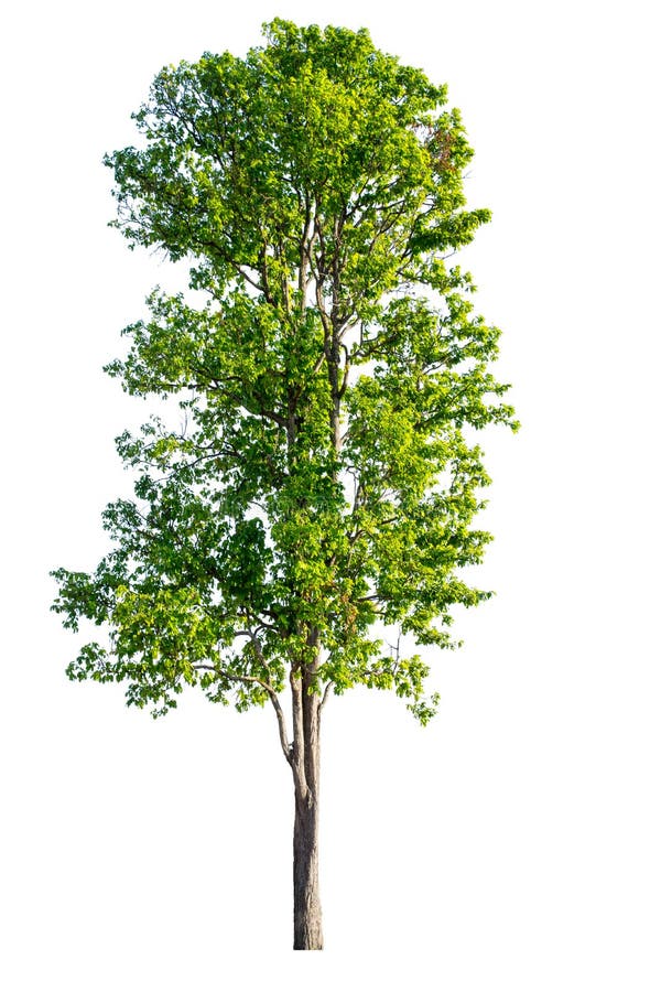 The Tree is Completely Separated from the White Ba Background ...