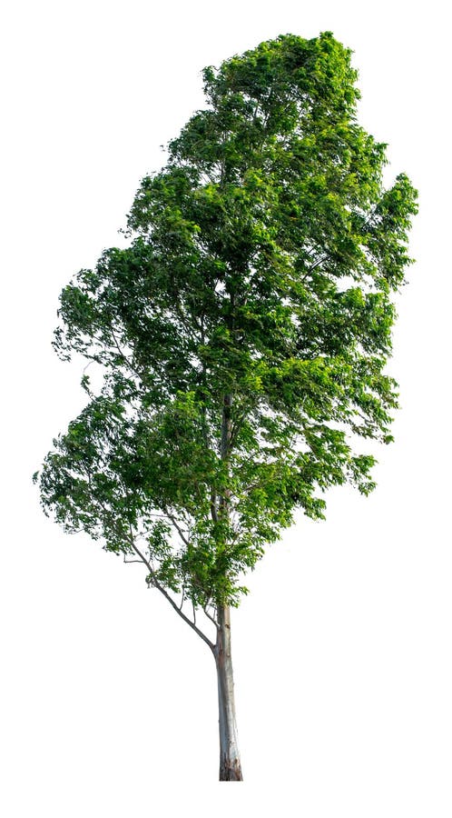 The Tree is Completely Separated from the White Ba Background ...