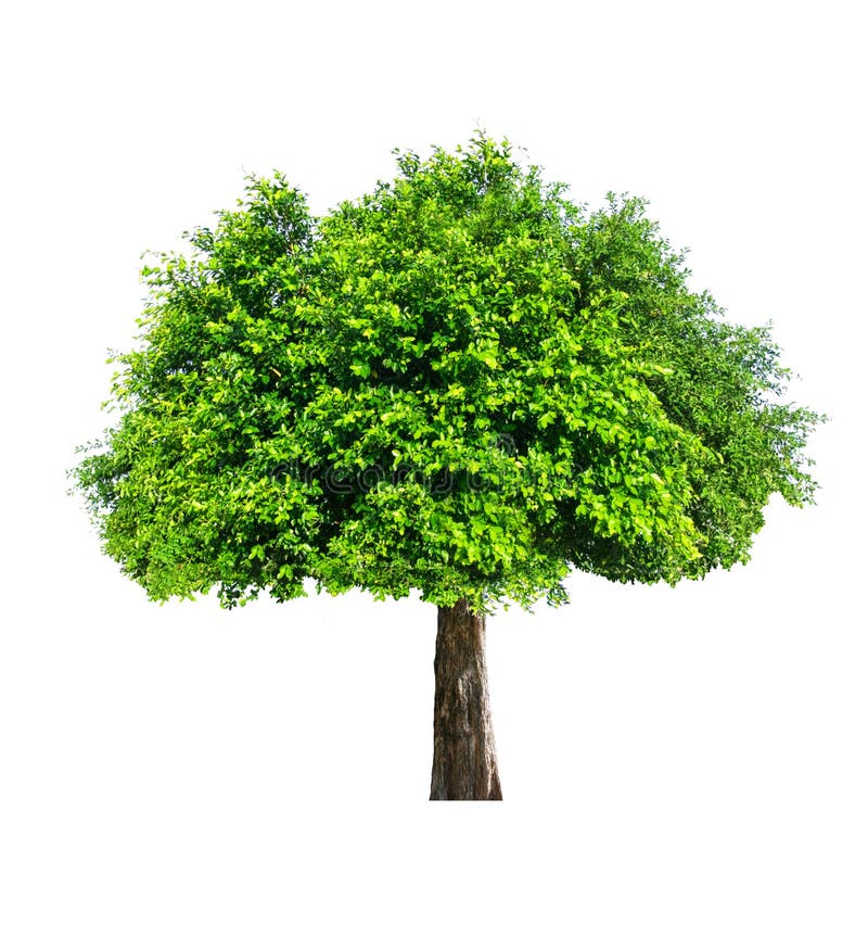 The Tree is Completely Separated from the White Ba Background ...