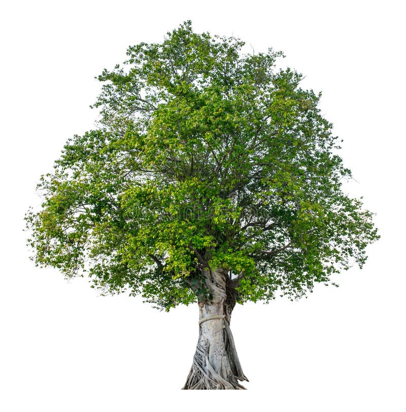 10,524 White Ba Photos - Free & Royalty-Free Stock Photos from Dreamstime