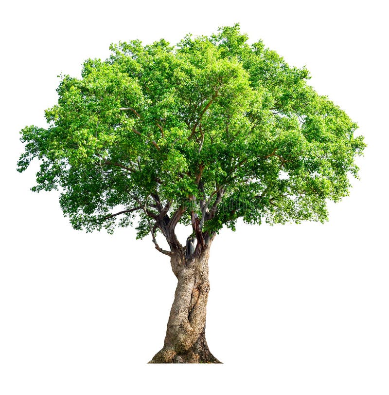 The Tree is Completely Separated from the White Ba Background ...