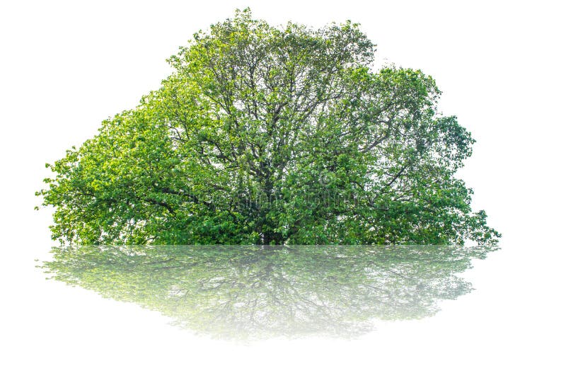 The Tree is Completely Separated from the White Ba Background ...