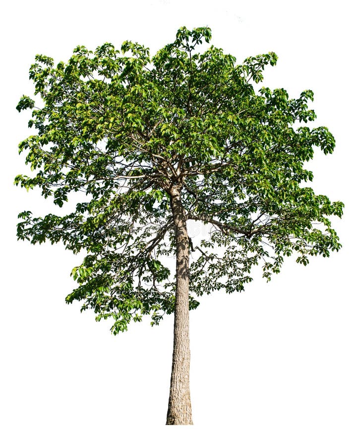 The Tree is Completely Separated from the White Ba Background ...