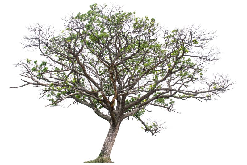 The Tree is Completely Separated from the White Ba Background ...