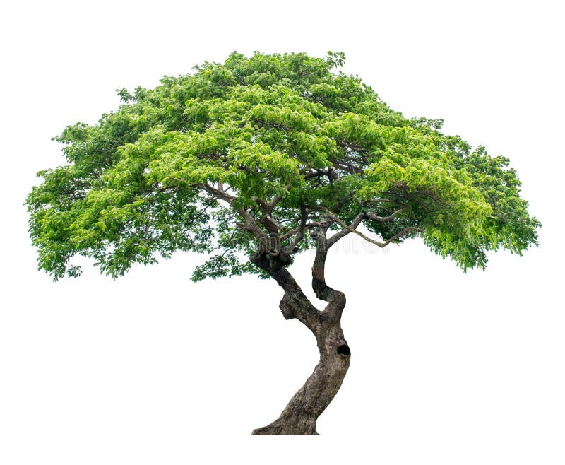 The Tree is Completely Separated from the White Ba Background ...