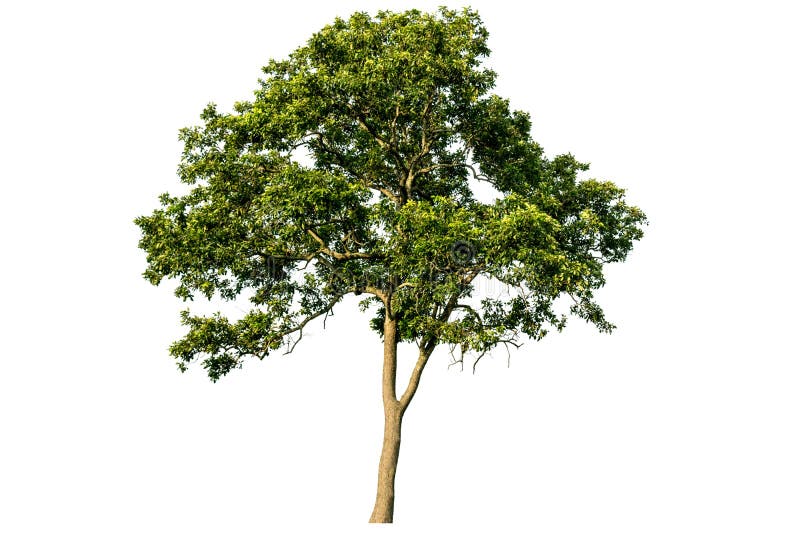 The Tree is Completely Separated from the White Ba Background ...