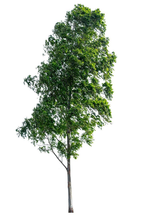 The Tree is Completely Separated from the White Ba Background ...